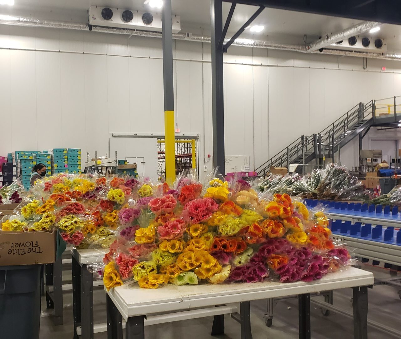 Flower Cold Storage | Preserve Freshness with Thermozone